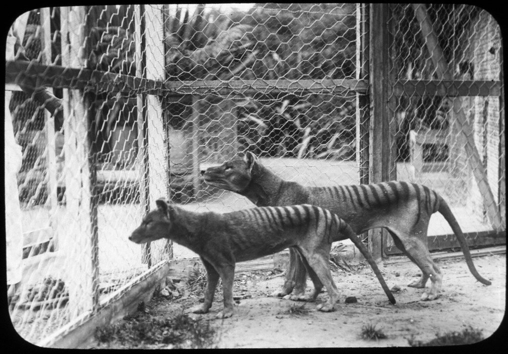 Tasmaanse tijger al 80 jaar uitgestorven, of toch niet?