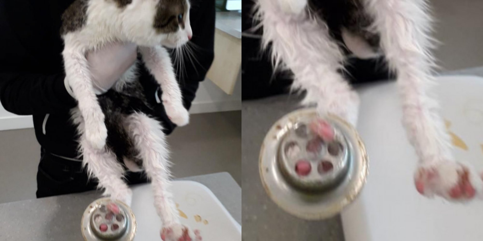 Wassen van kat gaat mis: pootje zit klem in afvoerputje