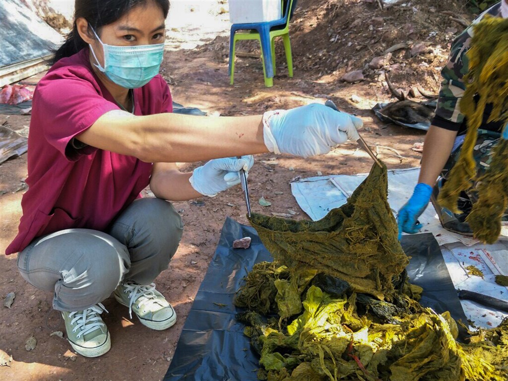 Dood hert Thailand vol afval: 7 kilo plastic, touw en ondergoed