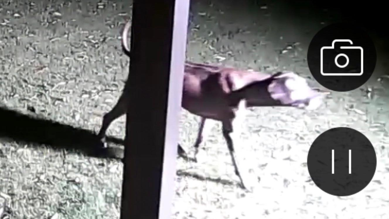 Groningers zijn mysterieuze poepende hond zat