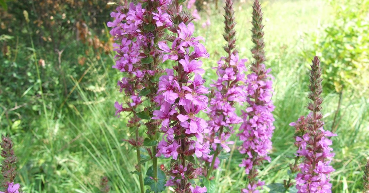 Ligt jouw tuin aan een sloot of vijver? Deze plant past dan perfect!