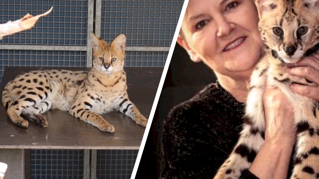 'Tijgerkat' serval blijkt populair huisdier, maar ze zijn niet alleen ...