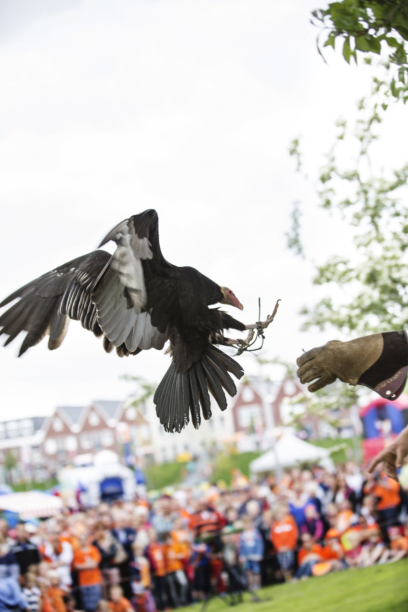 Gier verwondt baby tijdens vogelshow: 'Hij prikte in het hoofdje, tot ...