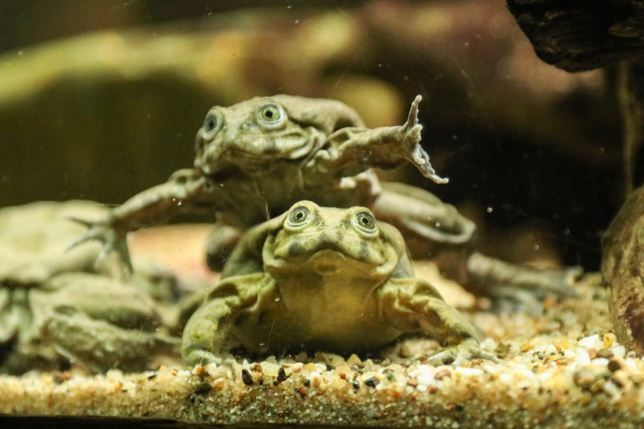 Zes 'scrotum frogs' geboren in DierenPark Amersfoort: 'Nagenoeg ...