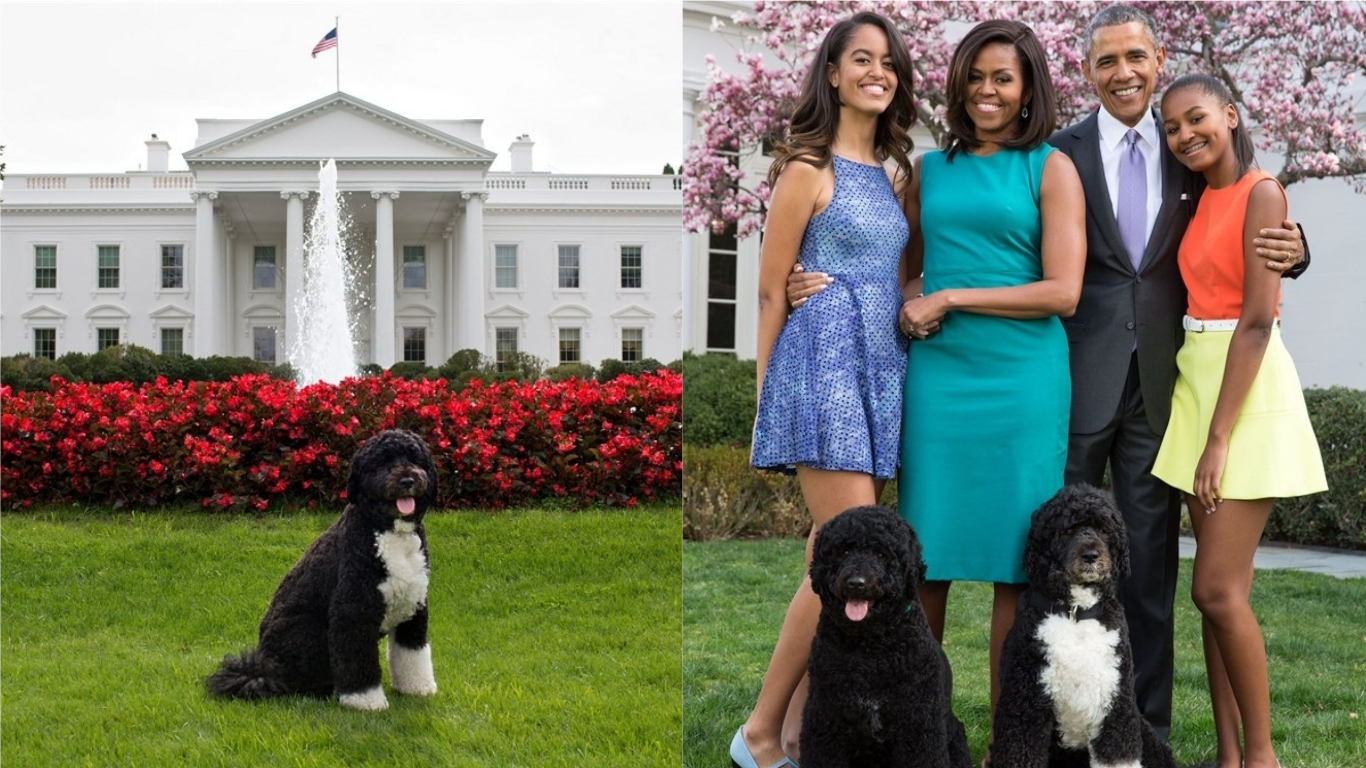 Obama's rouwen om dood van 'first dog' Bo: 'We zullen hem heel erg missen'