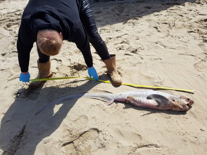 Zeldzame voshaai aangespoeld op het strand van Ouddorp