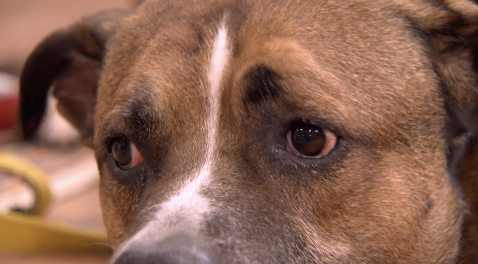 Zo herken je staar bij je hond! En deze lieverd zoekt een baasje