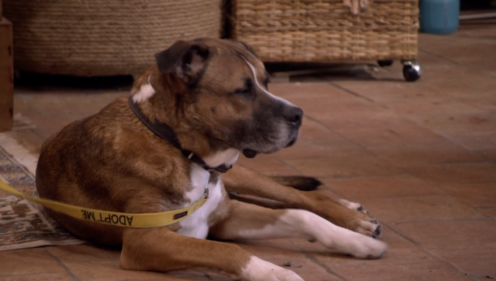 Zo herken je staar bij je hond! En deze lieverd zoekt een baasje