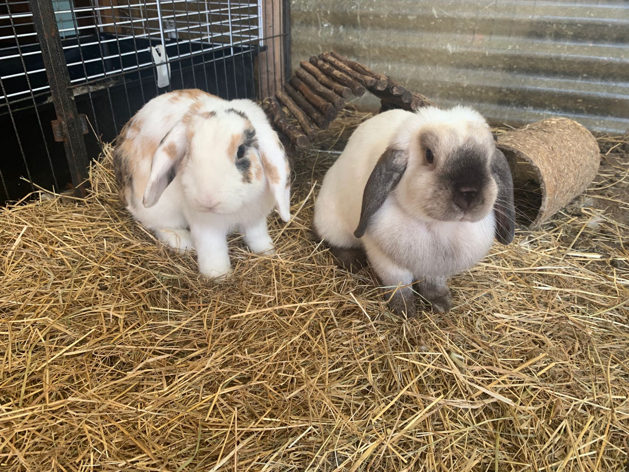 Zo controleer je het gebit van je konijn! En wie adopteert Sproet en Lilly?