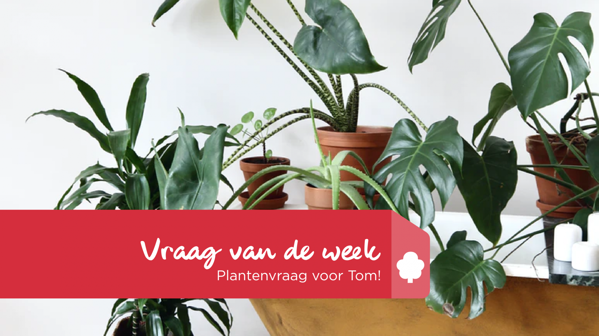 Welke kamerplanten zijn geschikt voor een donkere plek?