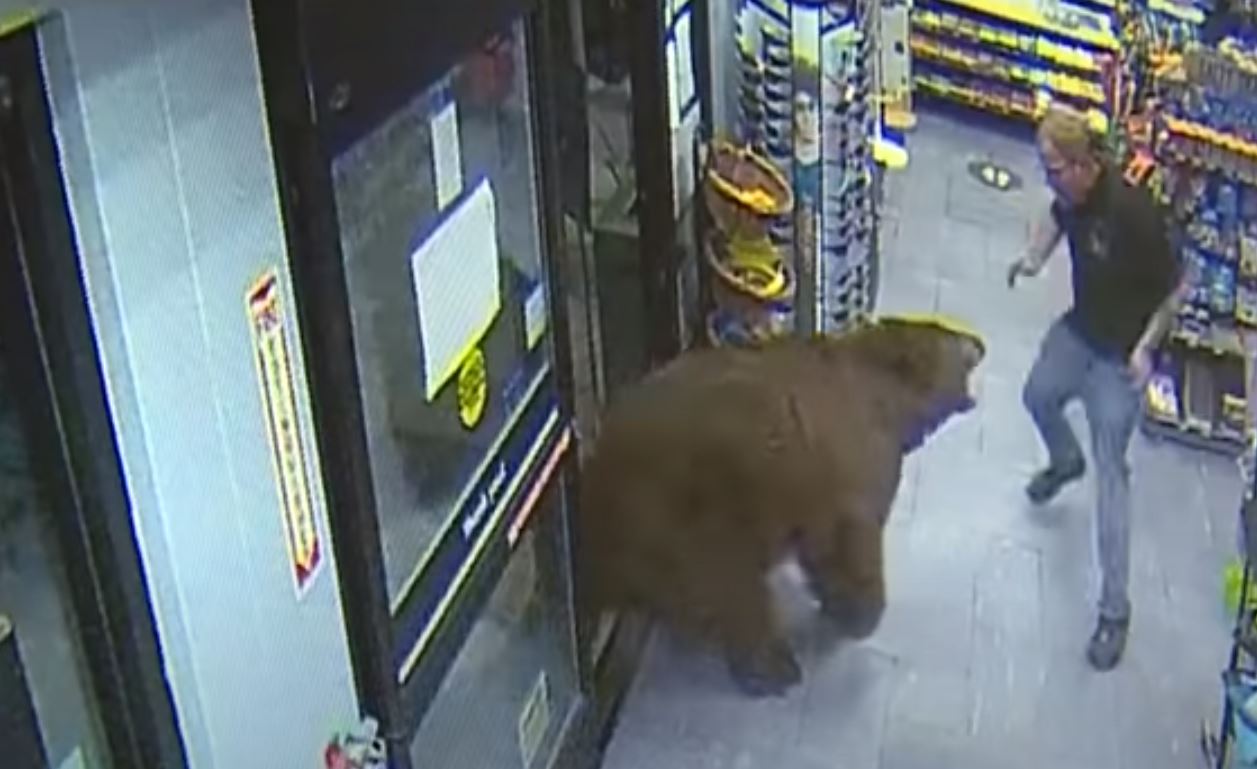 Beruchte partycrashende beer in VS doodgeschoten