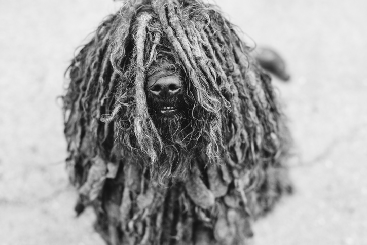 Alles wat je moet weten over dit bijzondere hondenras: de Hongaarse puli