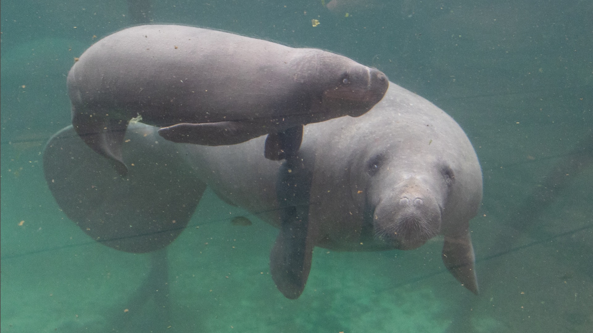 Burgers' Zoo viert geboorte van zeldzame Caribische zeekoe