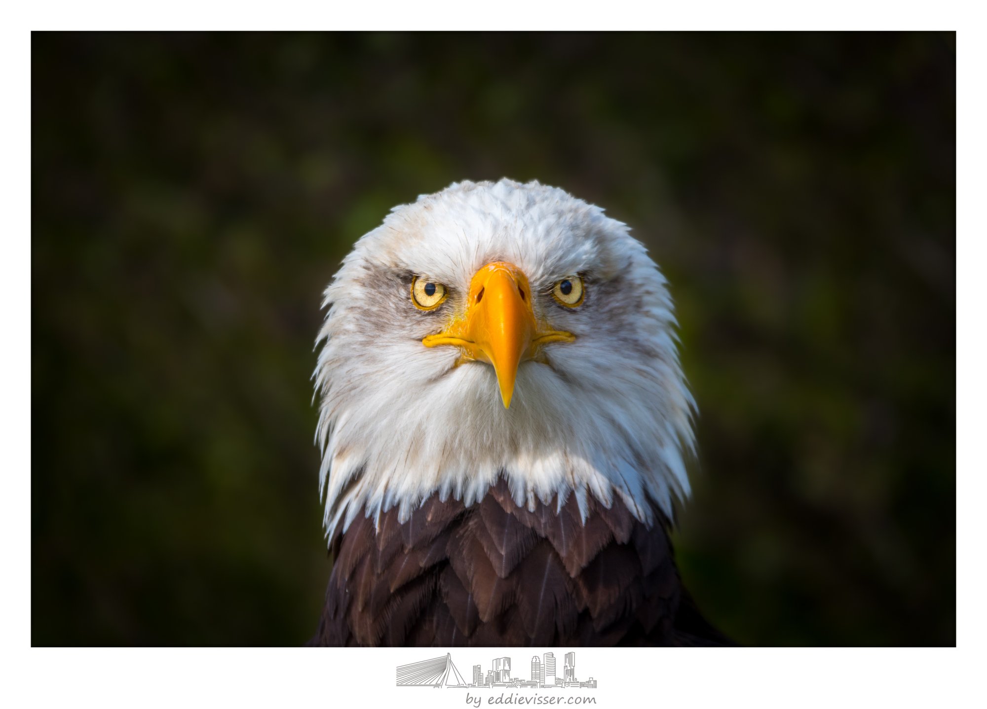 Foto's van Eddie geselecteerd voor kalender National Geographic ...
