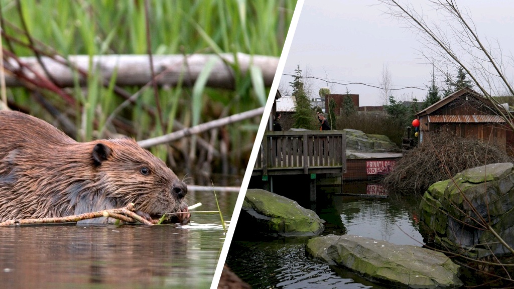 Beverburcht eindelijk open: liefde bloeit op met nieuw bevermannetje