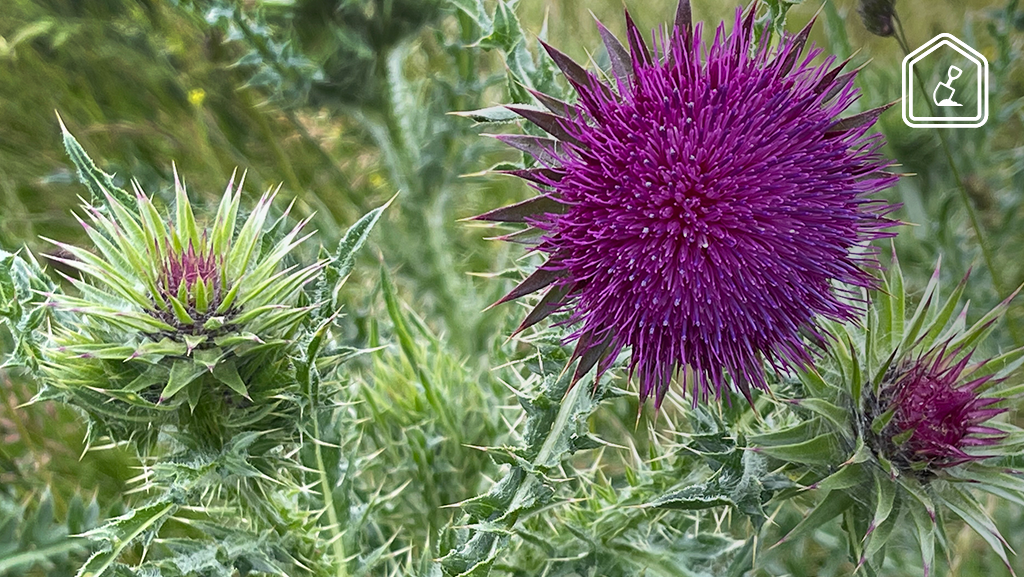 Distel in de tuin? Zo kom je ervan af!