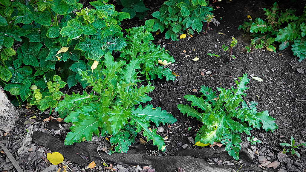 Distel in de tuin? Zo kom je ervan af!