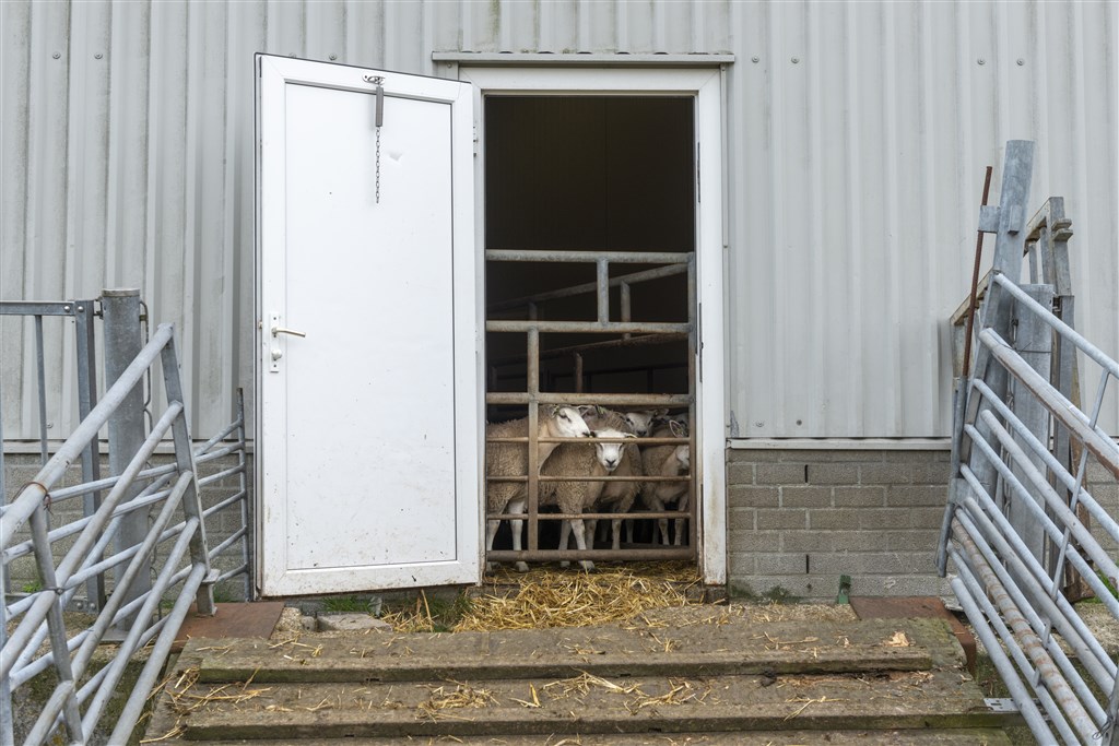 Slachthuis stilgelegd omdat medewerker schapen schopte en sloeg