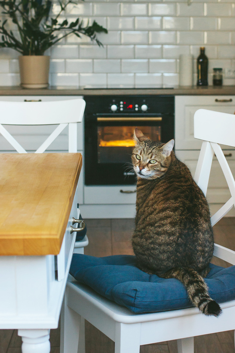 Kat zet oven aan en veroorzaakt brand in Middenbeemster