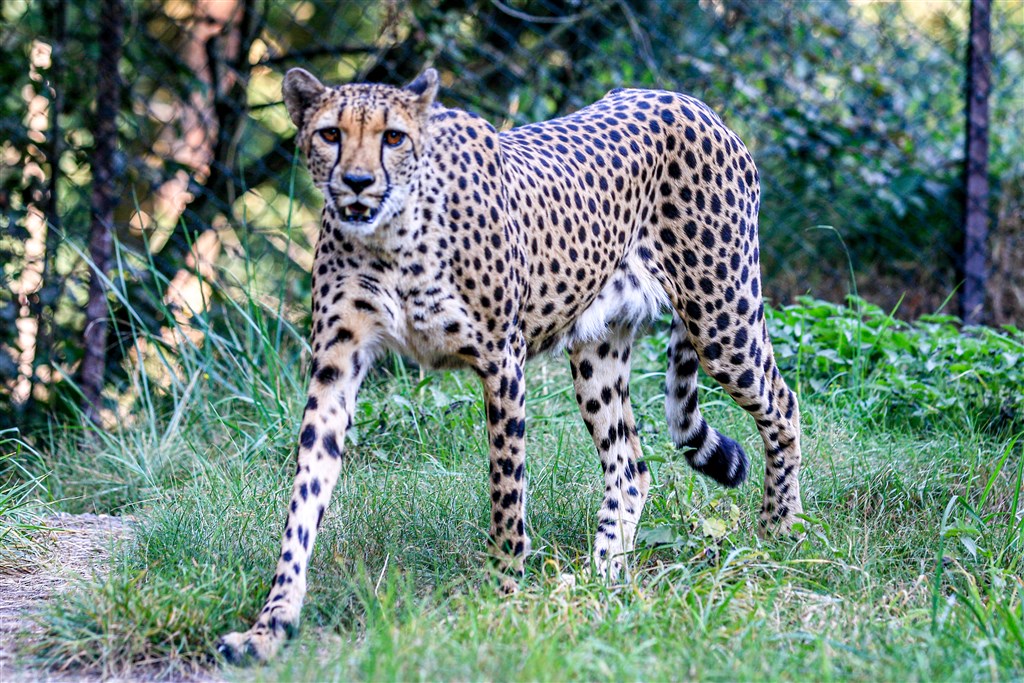 Jongen (17) gegrepen door cheeta in Safaripark Beekse Bergen