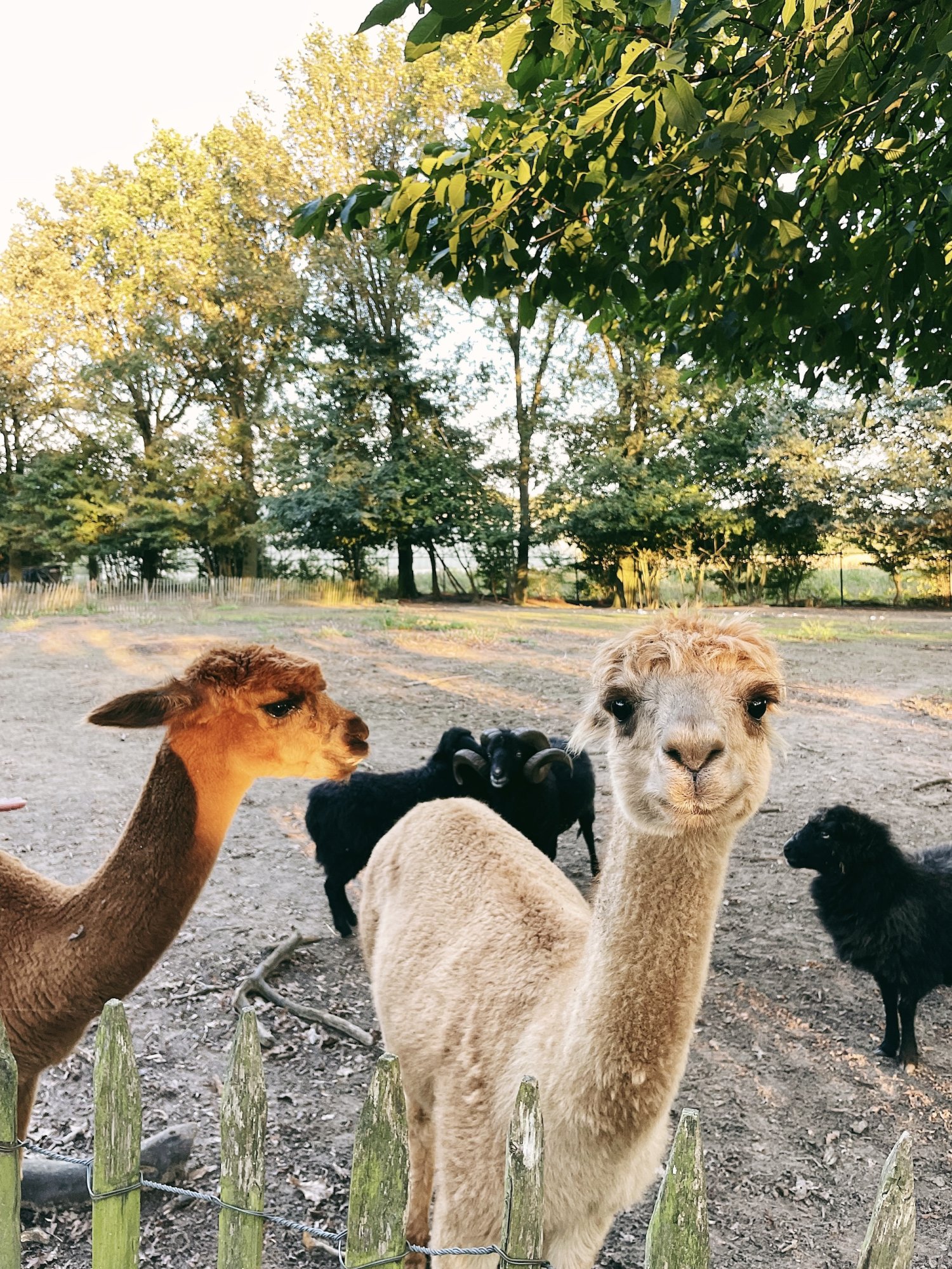 Een alpaca of lama als huisdier? Dit moet je weten over deze bijzondere ...