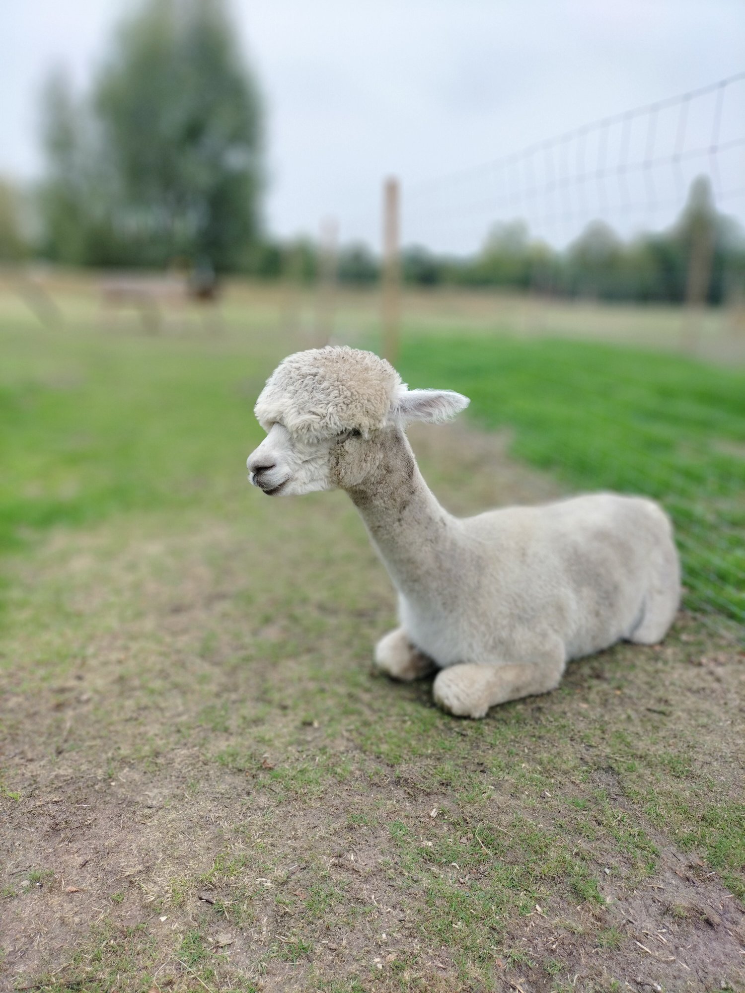 Een alpaca of lama als huisdier? Dit moet je weten over deze bijzondere ...