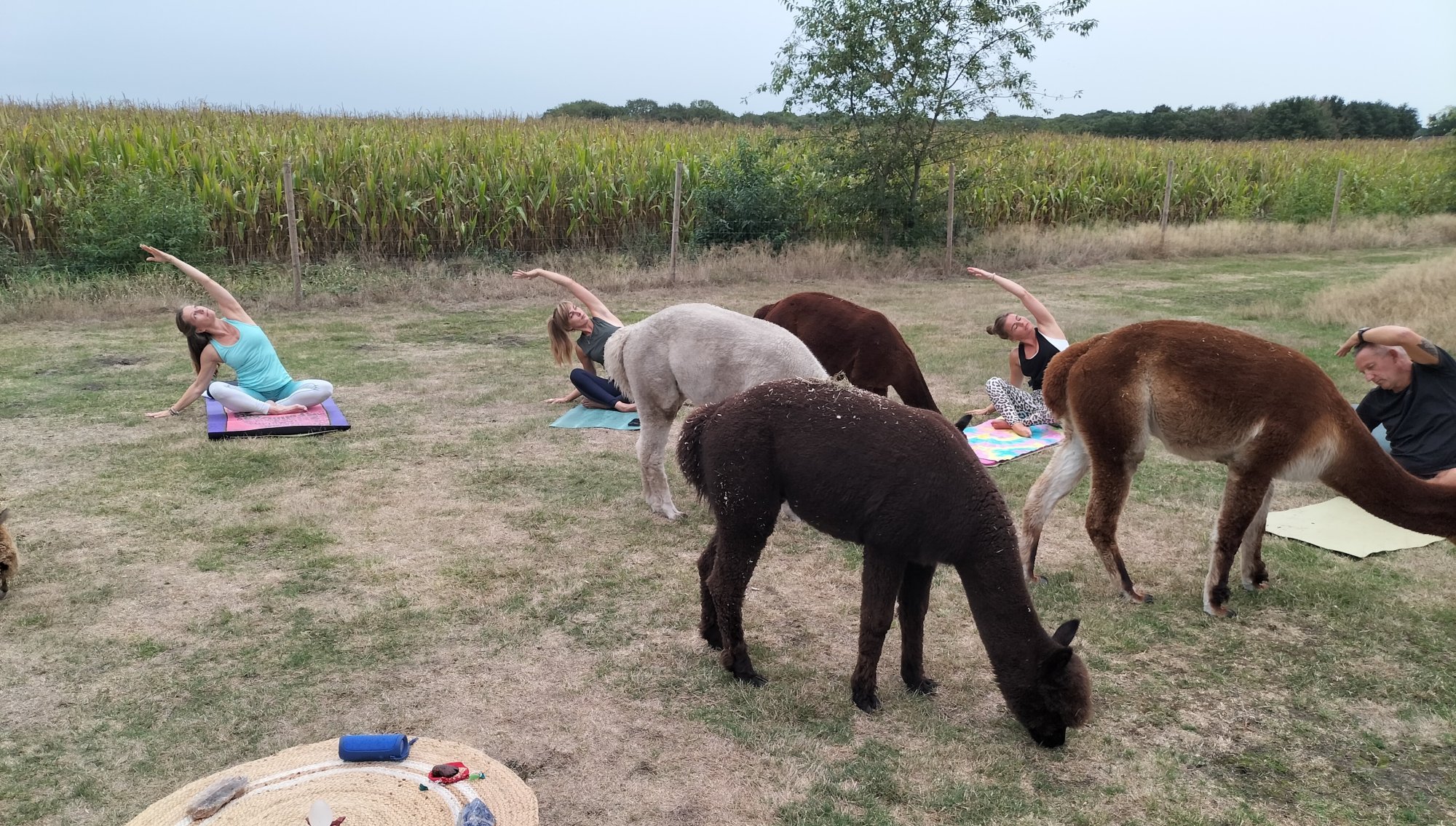 Een alpaca of lama als huisdier? Dit moet je weten over deze bijzondere ...