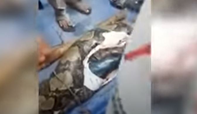 Vrouw dood teruggevonden in meterslange python