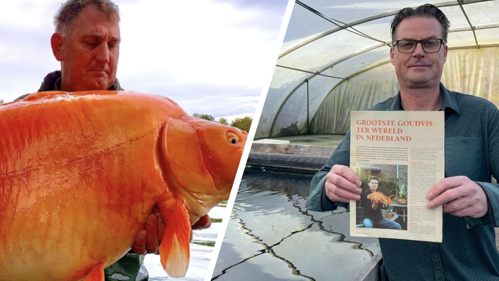 Giga gouden vis geen bedreiging voor wereldrecord: 'Bert blijft ...