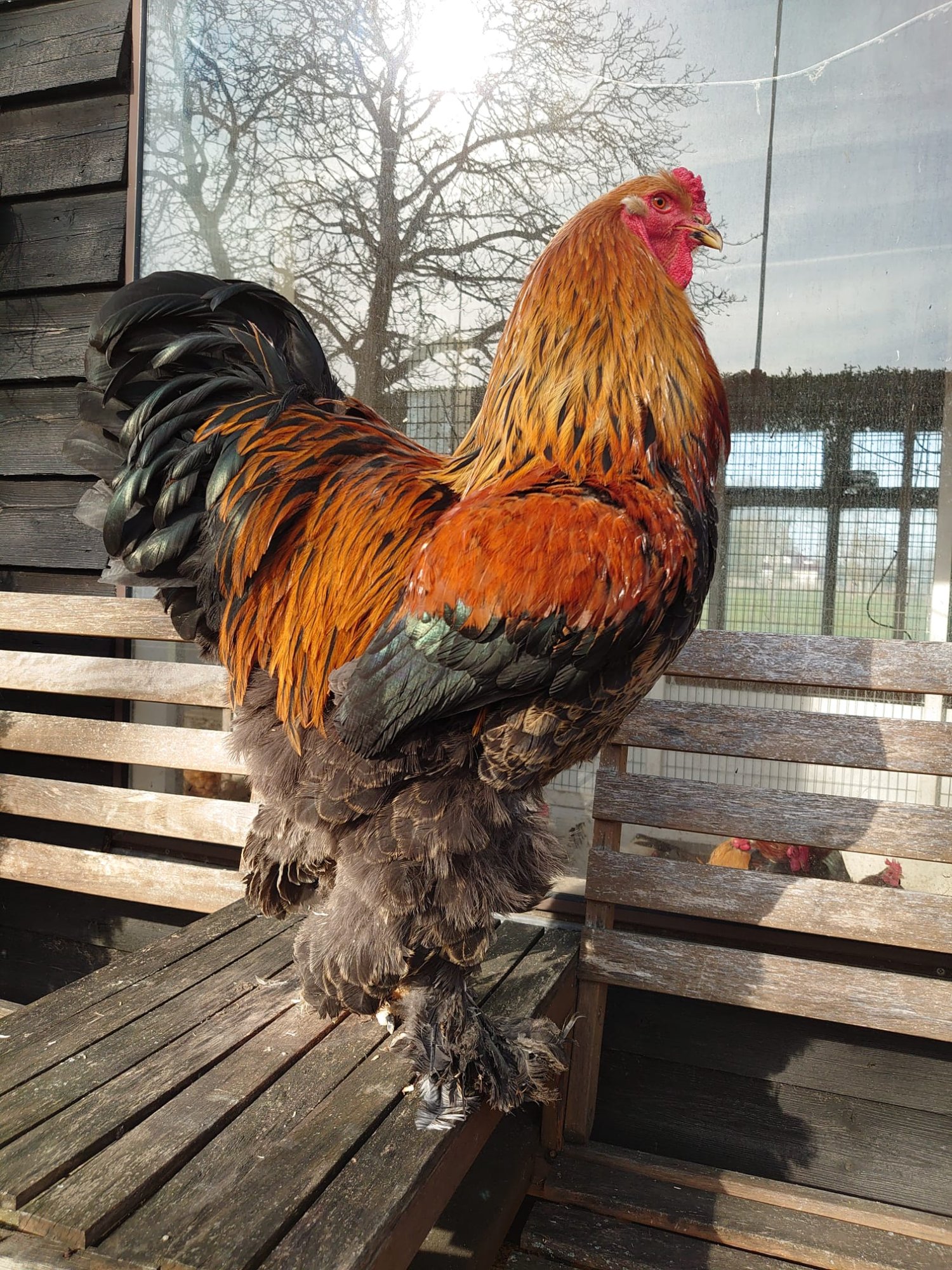 Man overlijdt na aanval haan: hoe gevaarlijk zijn deze dieren?