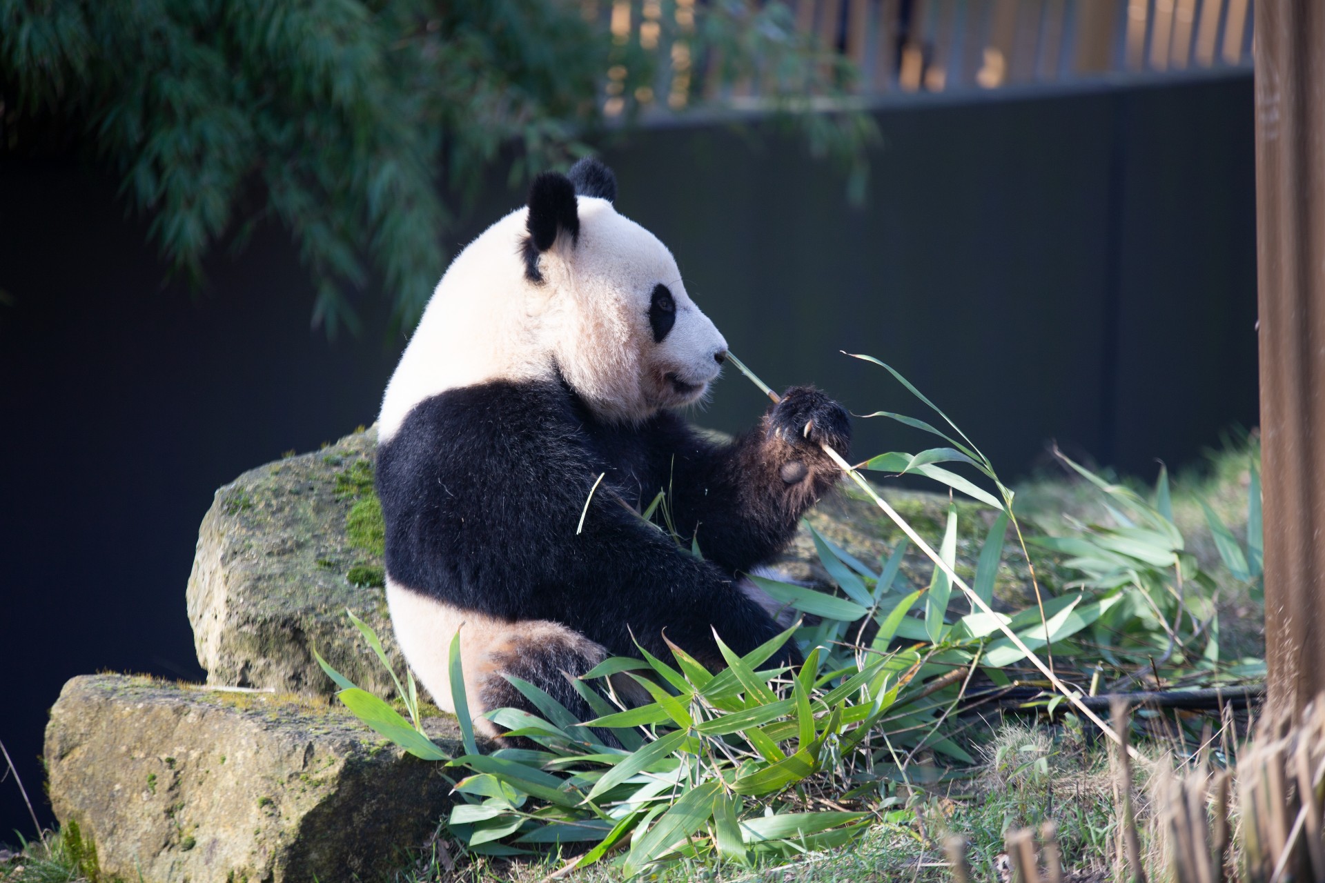 Panda Fan Xing blijft nog even in Ouwehands, China heeft geen plek