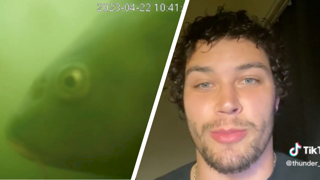 Utrechtse visdeurbel hit in VS door TikTokker: 'We krijgen zelfs fanmail'