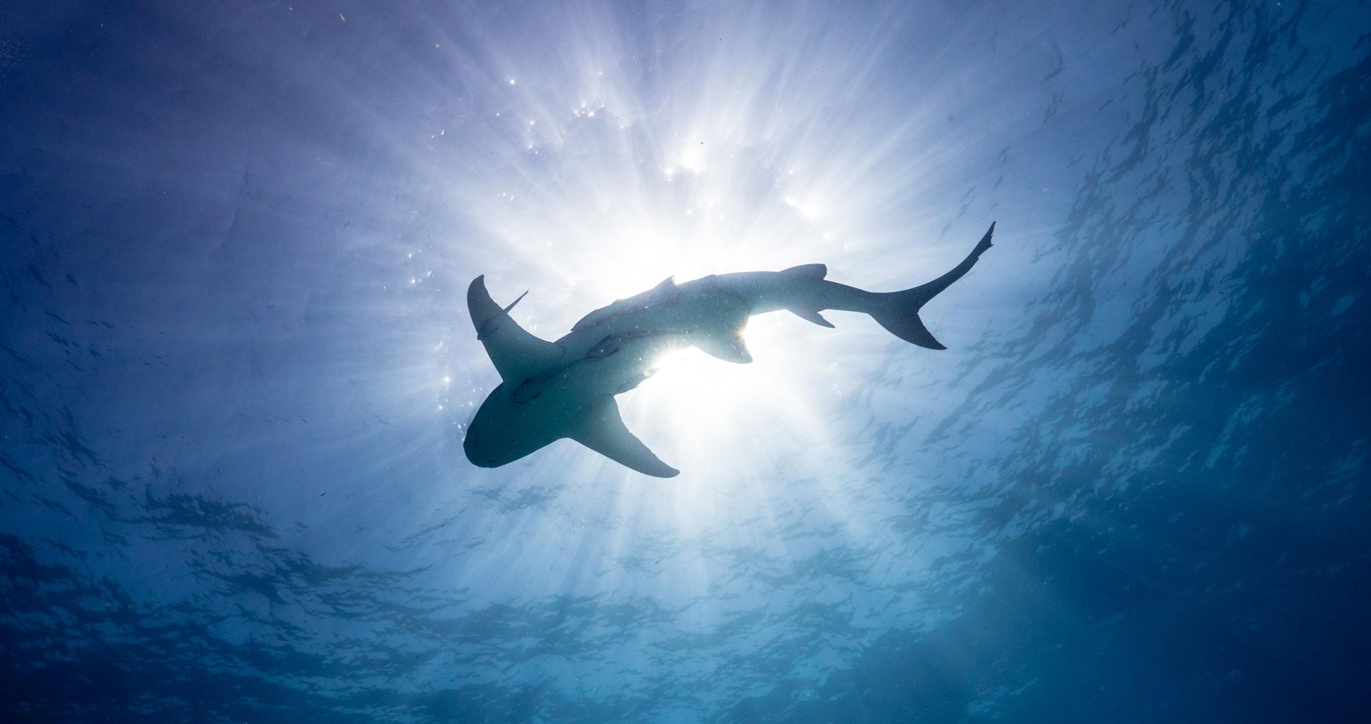 Filmploeg Netflix-docu Our Planet II aangevallen door haaien