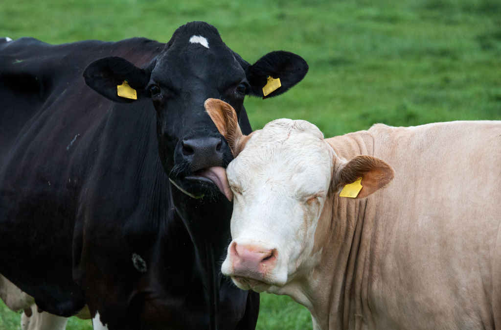 Bestuurders opgelet: koeien likken auto's stuk
