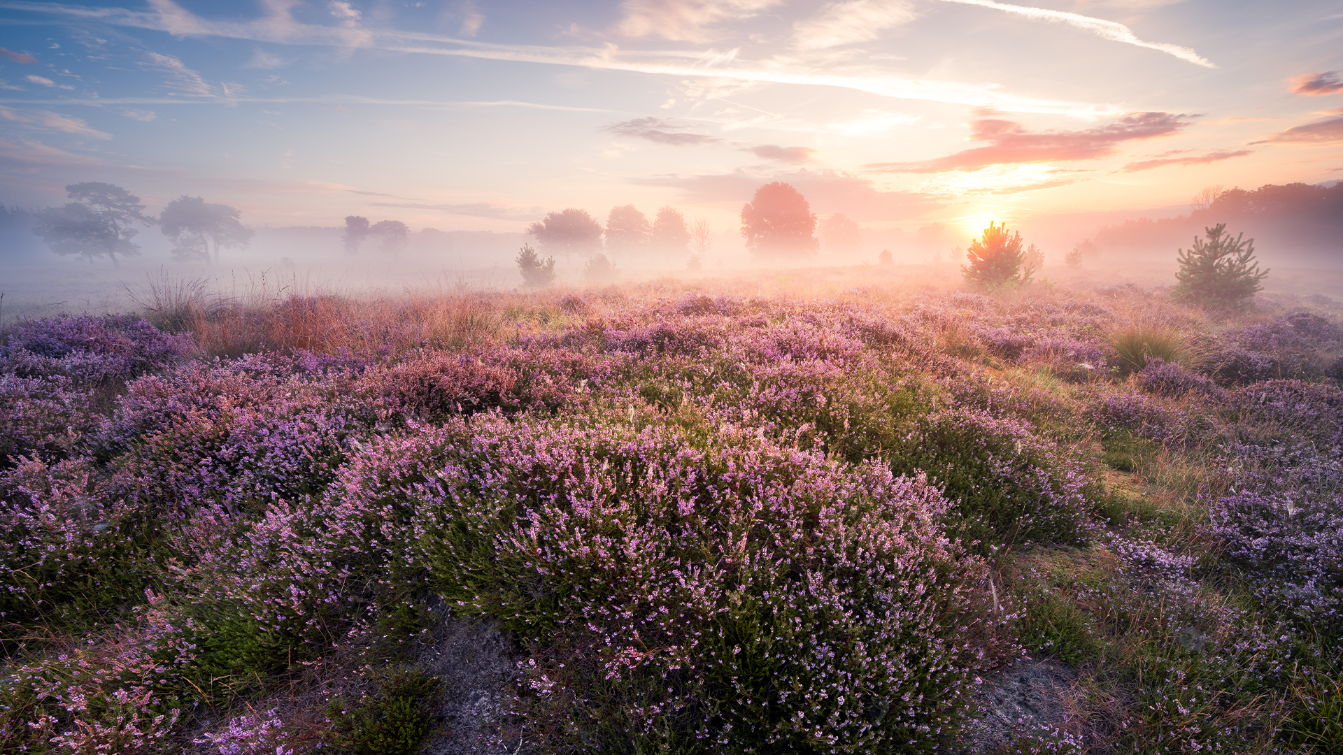 Fotograaf deelt geheim voor beste foto's op bloeiende heide