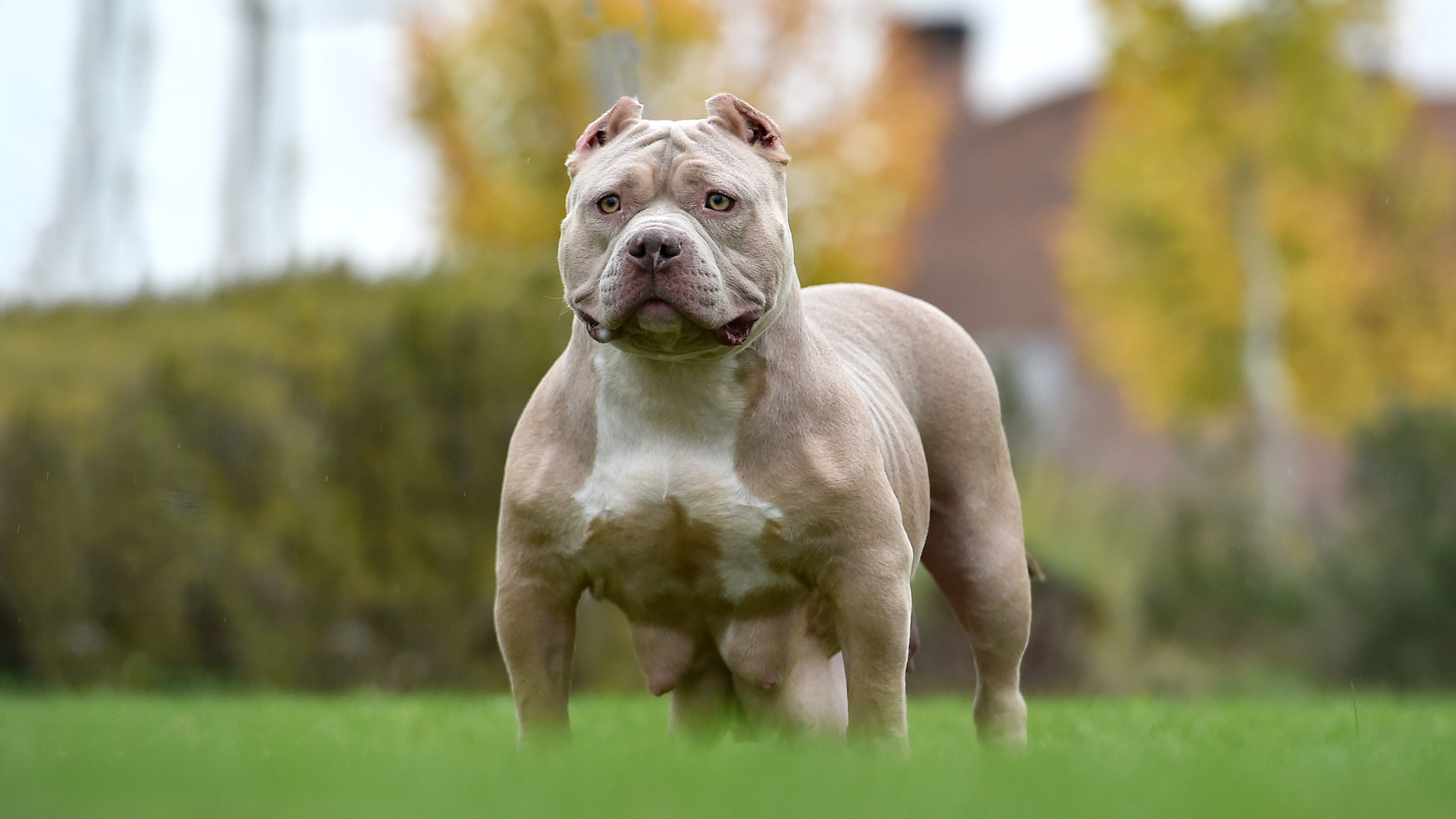 Weer een dodelijke aanval van hond in VK: eind dit jaar bully XL verboden