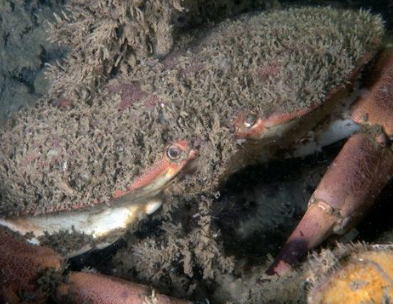 Dit is het Pacifisch klauwvlokreeftje, en dat moeten we niet hebben ...