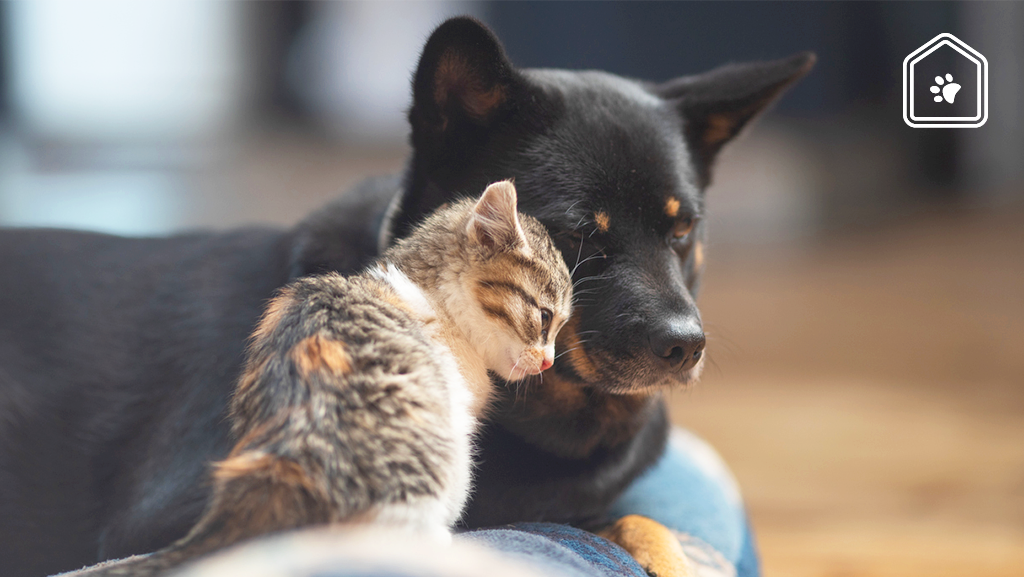 Dit moet je volgens Dierenarts Piet weten als je een hond en kat ...
