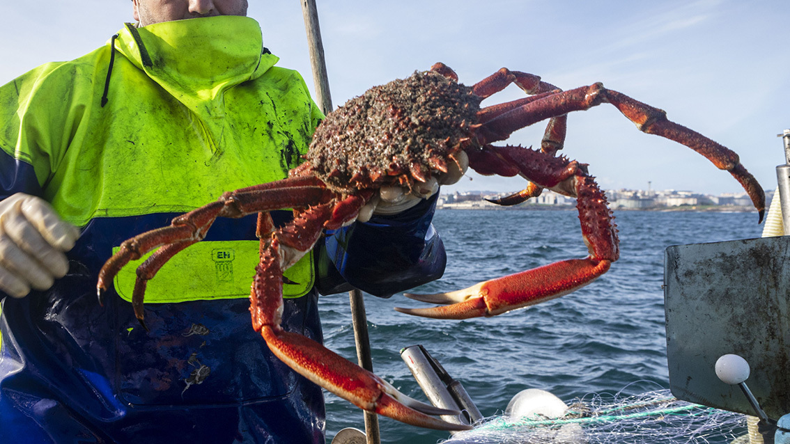 Niet schrikken: grote spinkrab gespot in Oosterschelde
