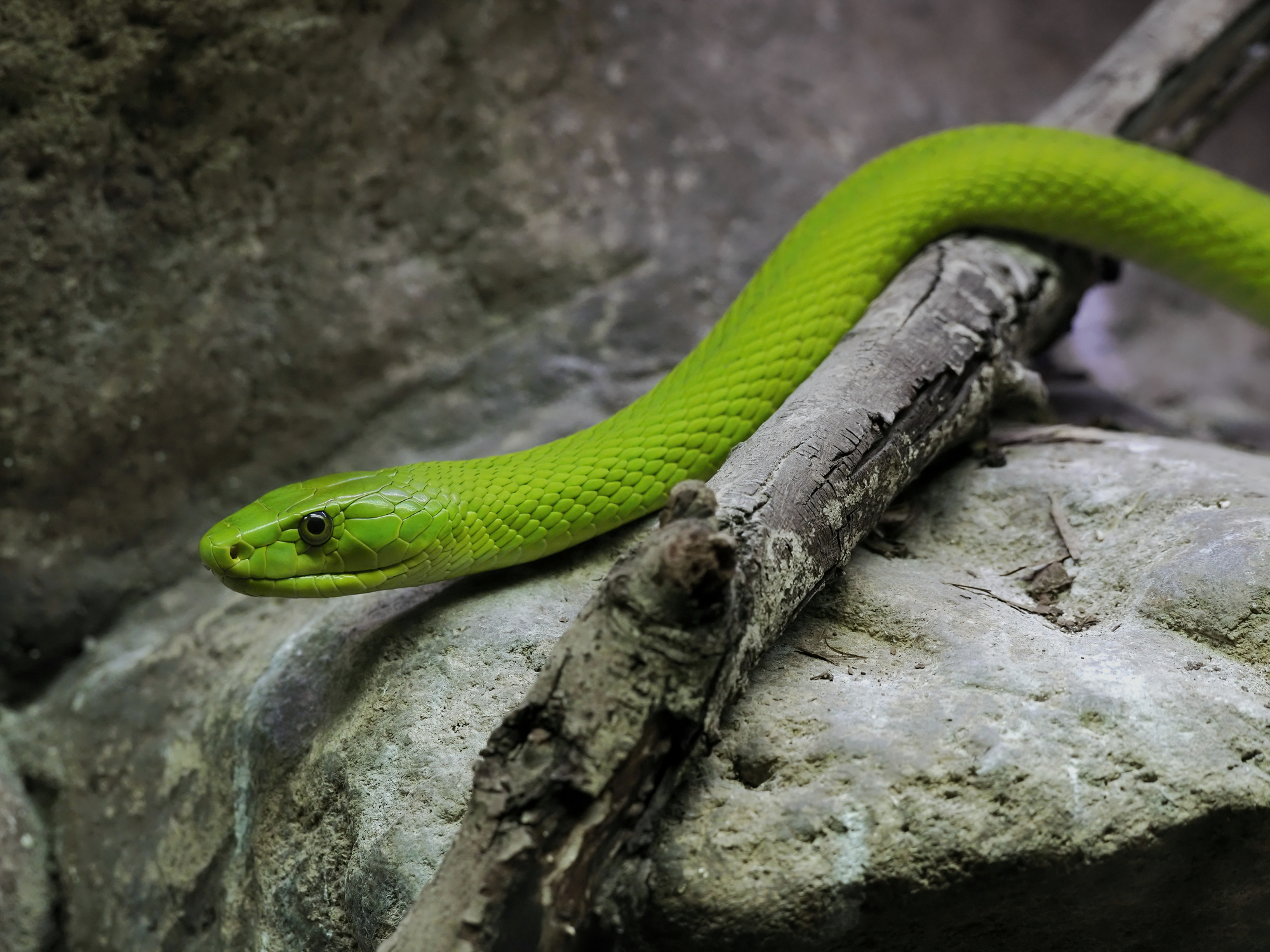 Dierenbescherming pleit voor verbod op houden van gevaarlijke reptielen
