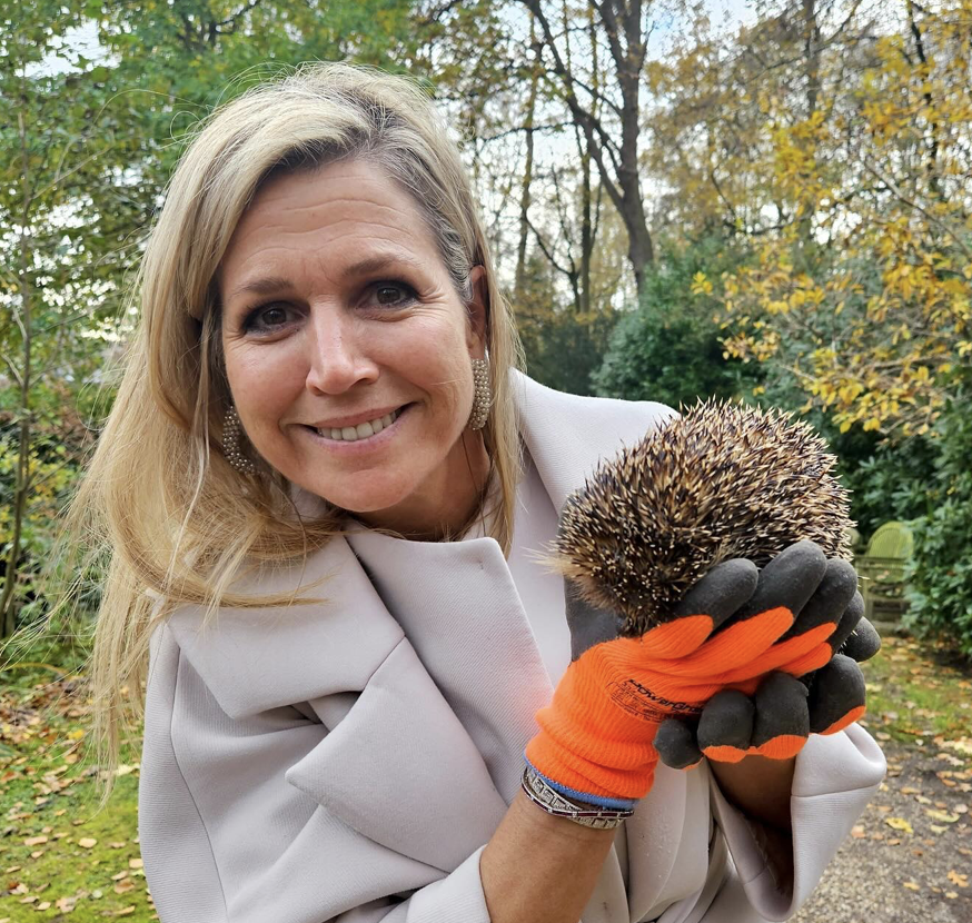 Máxima adopteert drie egels en zet ze uit in tuin van Paleis Huis ten Bosch