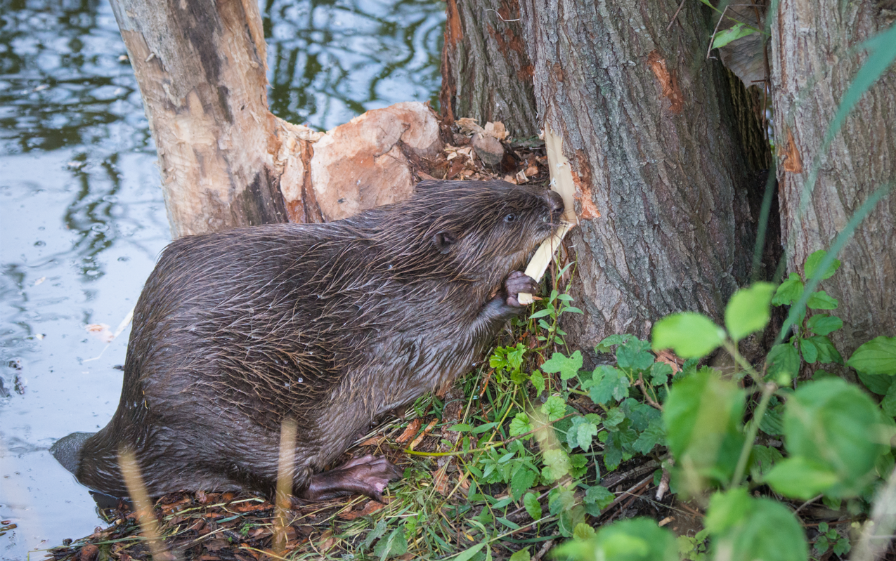 Bever knaagt en graaft voor miljoenen euro's schade, er iets aan doen ...