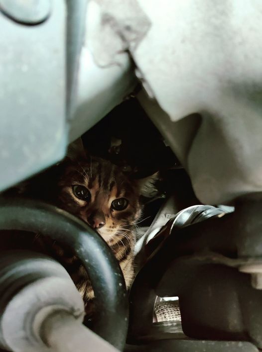 Katten onder motorkap vanwege kou: dierenambulance meerdere keren uitgerukt