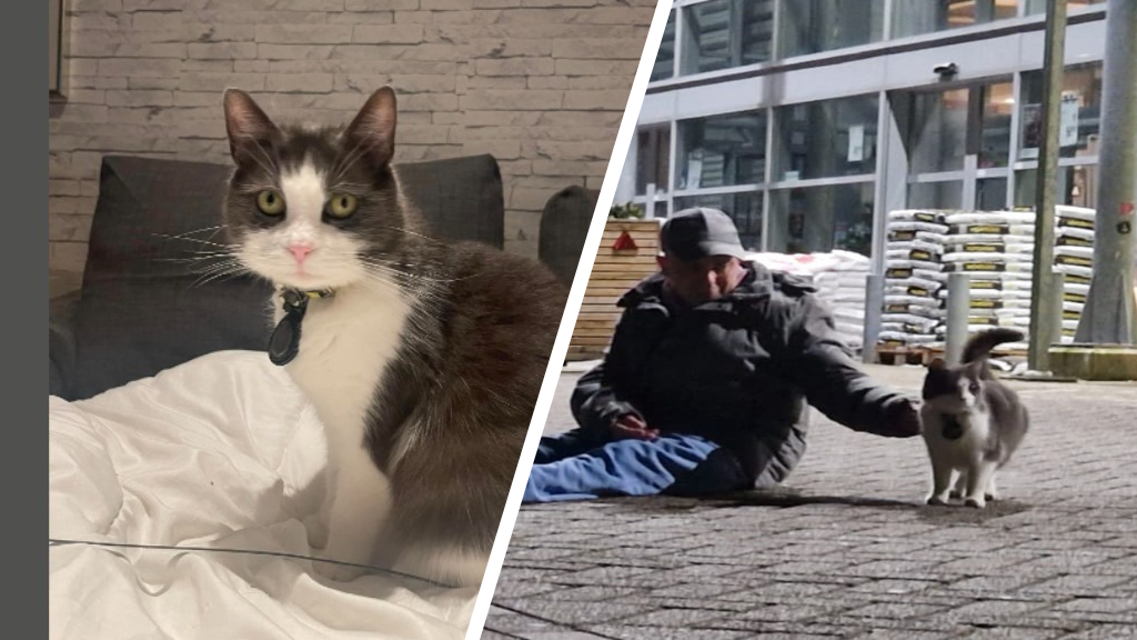 Hoe kat Bram uit Delft opeens opdook in Alphen aan den Rijn