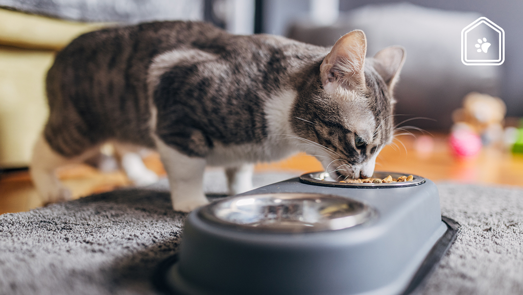 Waarom het voer- en drinkbakje van je kat niet bij elkaar moeten staan