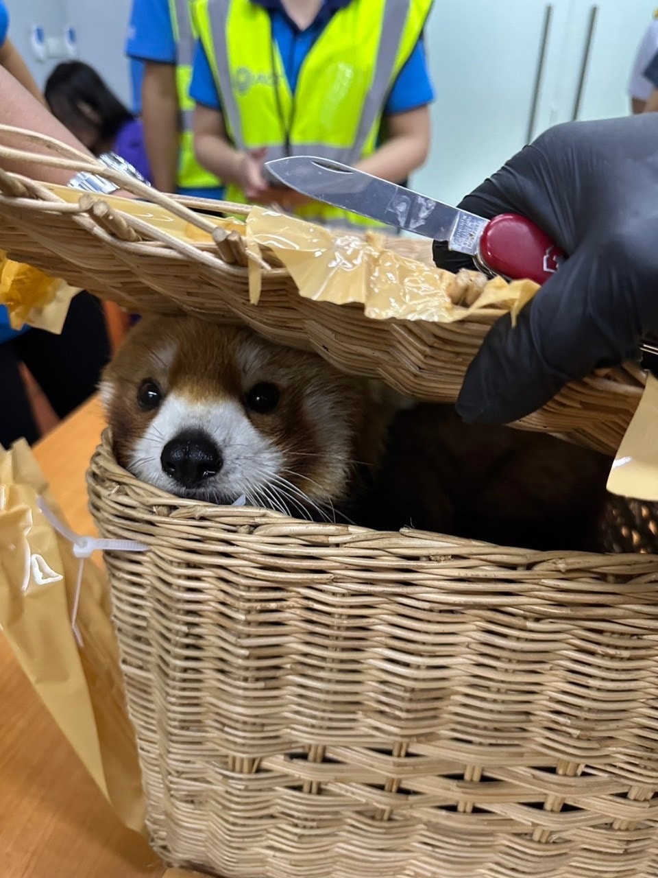 Rode panda en andere wilde dieren in bagage luchthaven Thailand