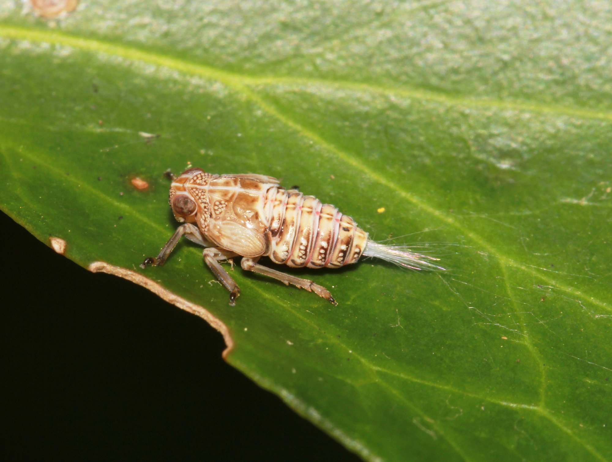 Dit is het insect van het jaar: 'Prachtig groot en glimmend zwart'