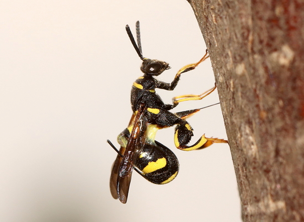 Dit is het insect van het jaar: 'Prachtig groot en glimmend zwart'