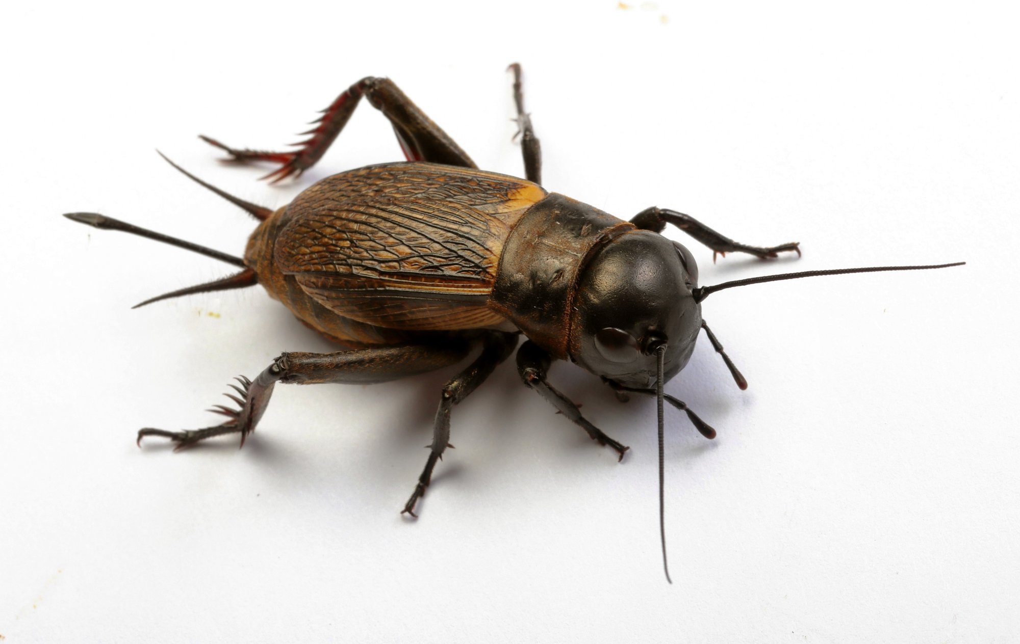 Dit is het insect van het jaar: 'Prachtig groot en glimmend zwart'