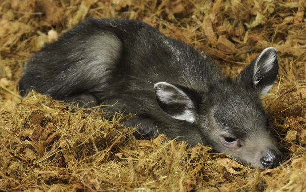 Zeldzaam kuifhertje geboren in Blijdorp